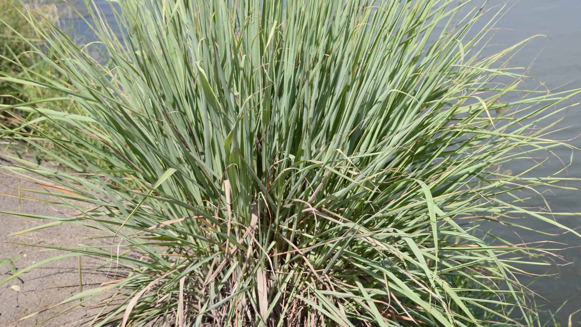 Trawa cytrynowa - Opis - twojwlasnyogrod.pl