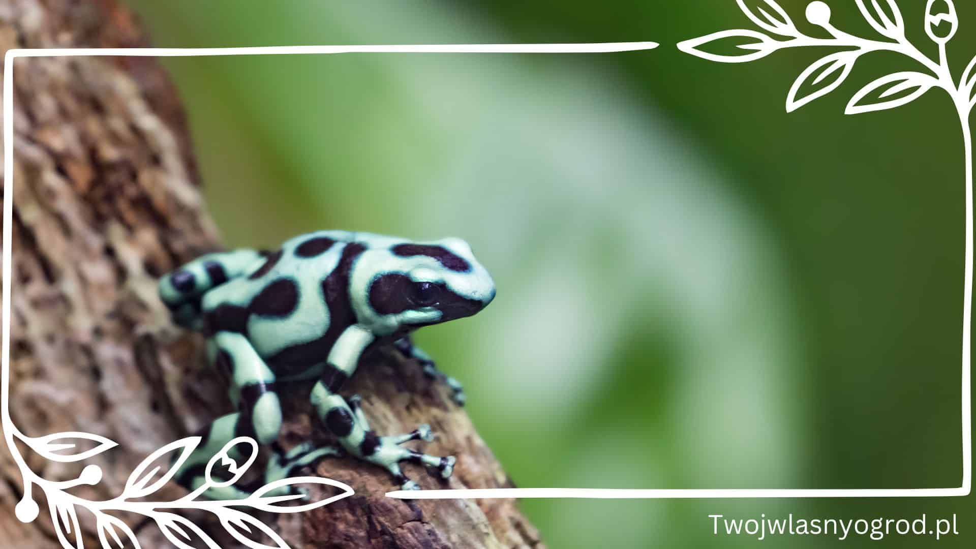 Trujące żaby - twojwlasnyogrod.pl