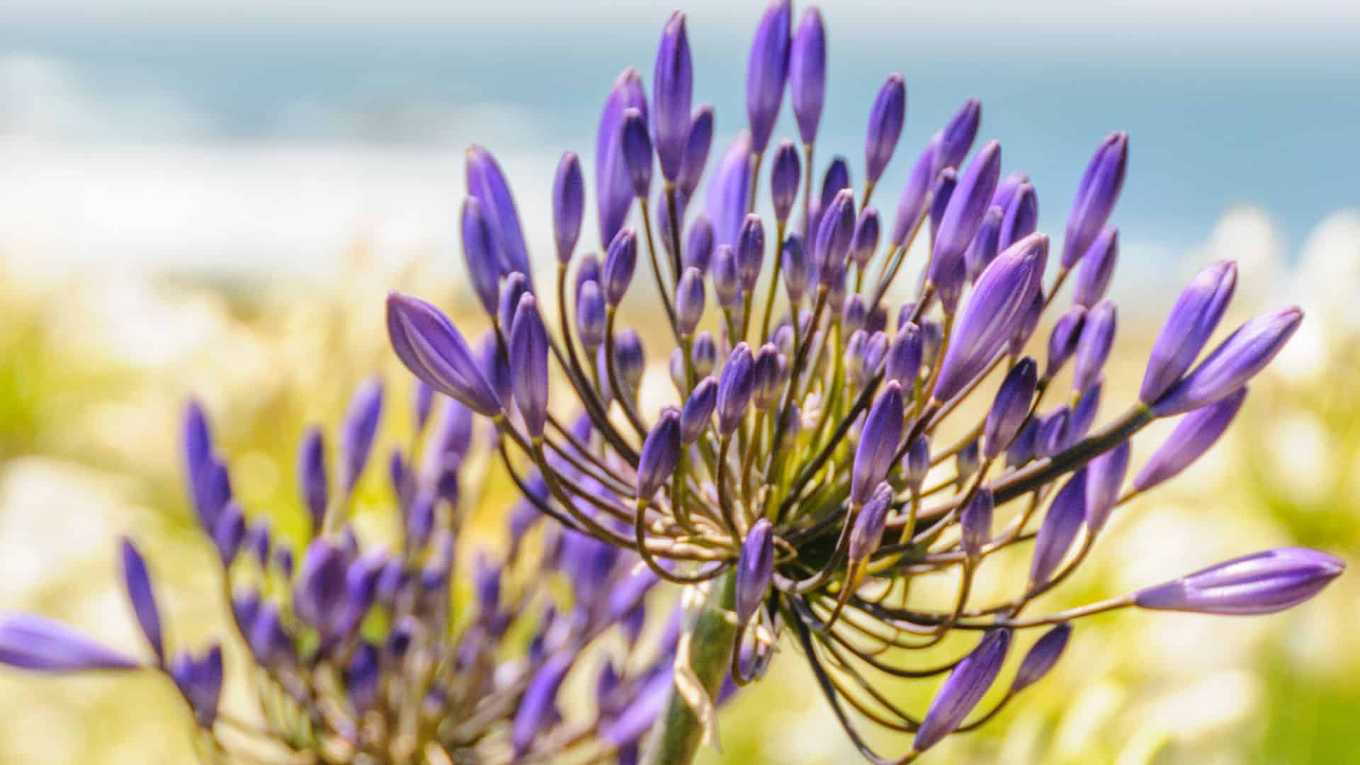 Brodia Rudy - Opis - twojwlasnyogrod.pl