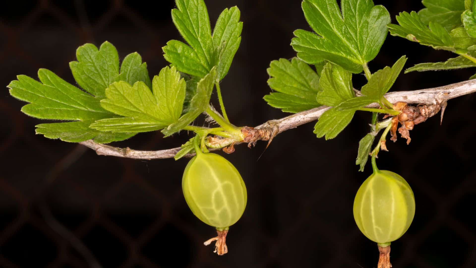 Agrest w ogrodzie: Jak uprawiać i pielęgnować tę wyjątkową roślinę ...